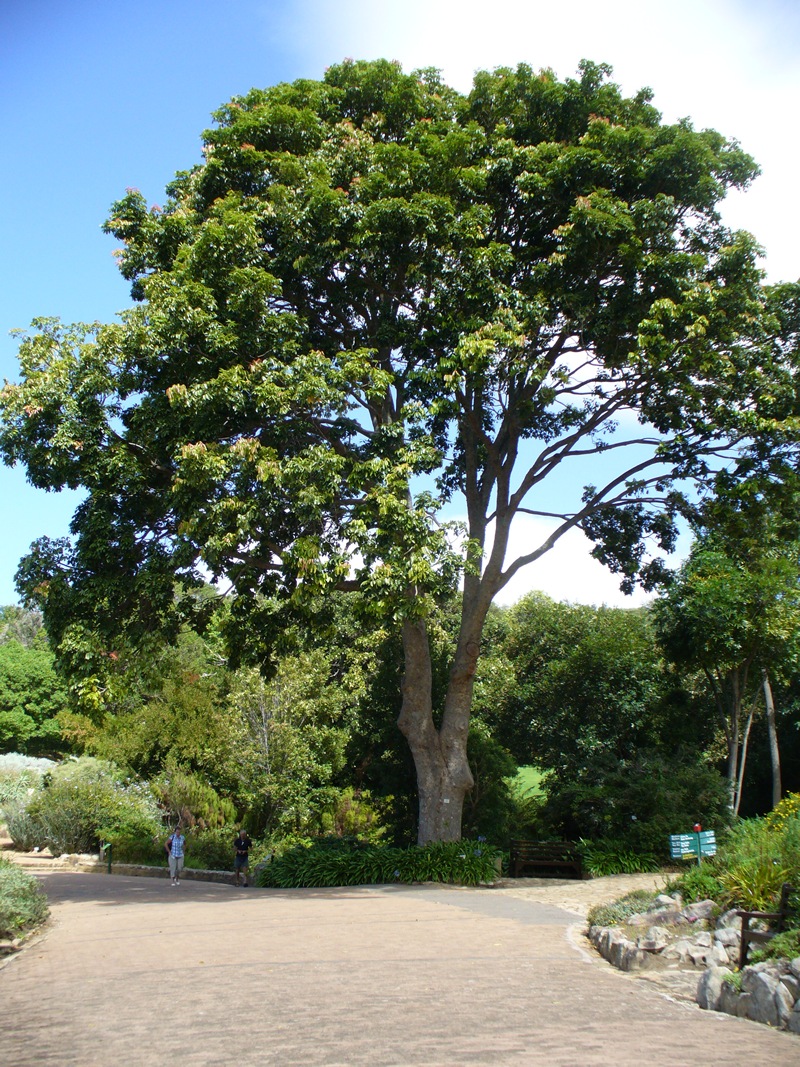 What Is Mahogany? Species Guide & Identification - Bestworkshop ...